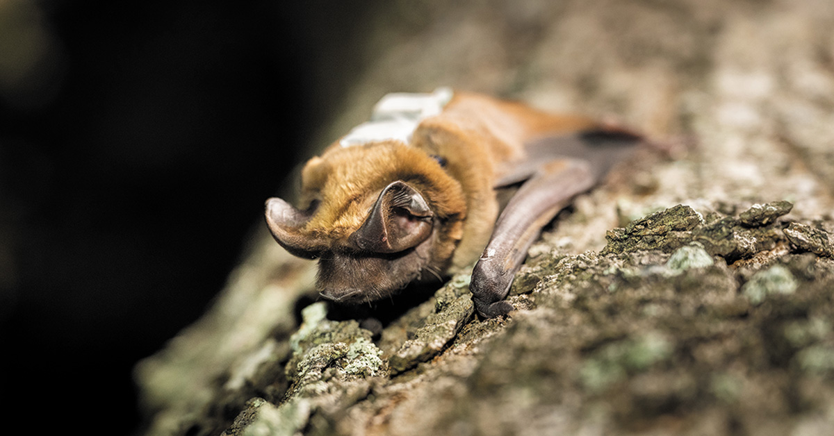 Behind the Scenes with the Florida Bonneted Bat