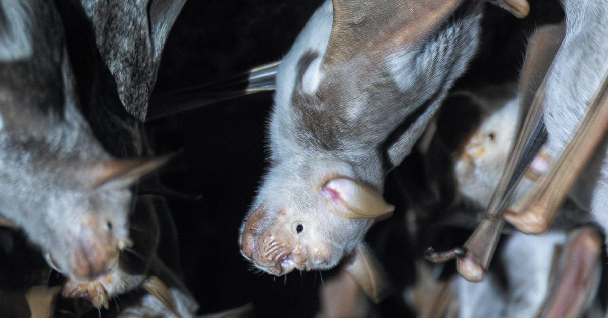 Striped Leaf-Nosed Bat