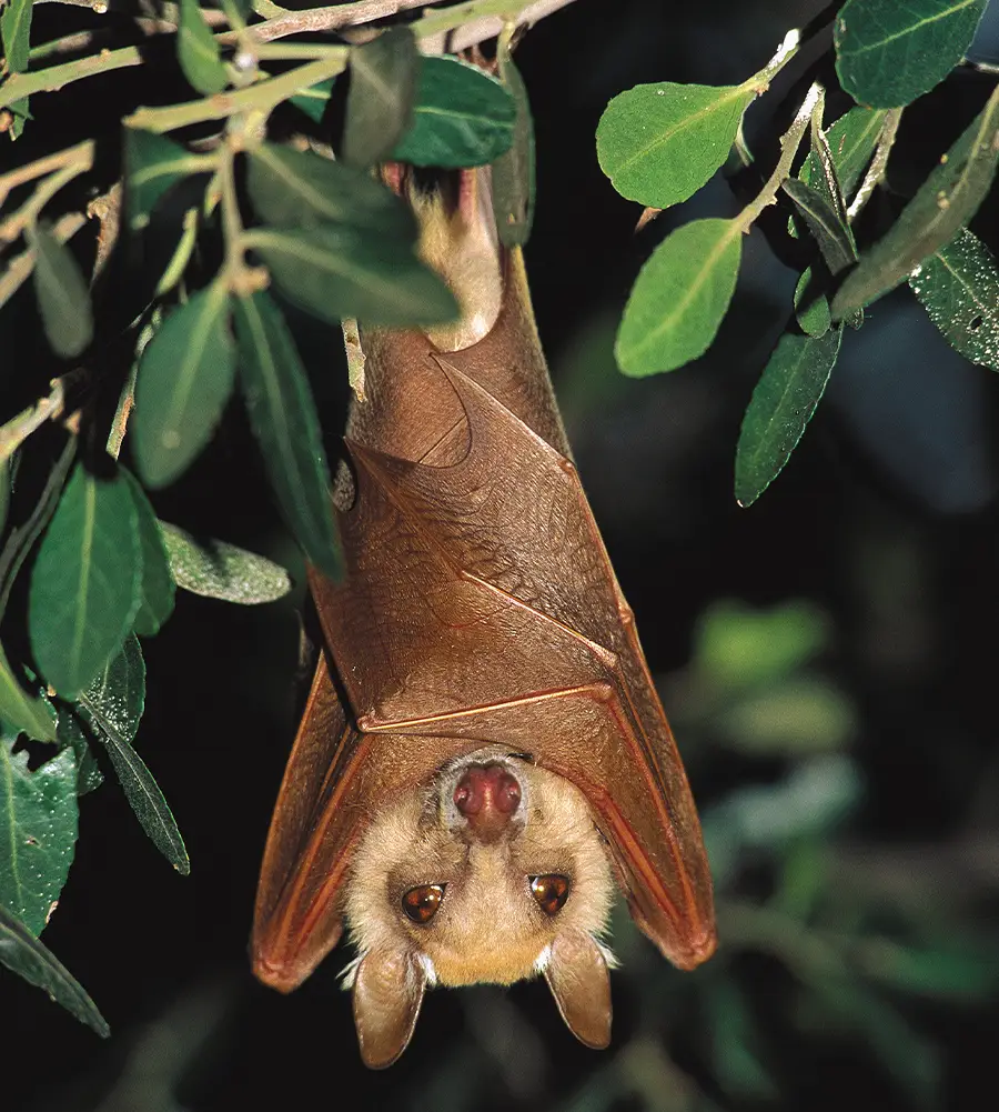 Bat Poet