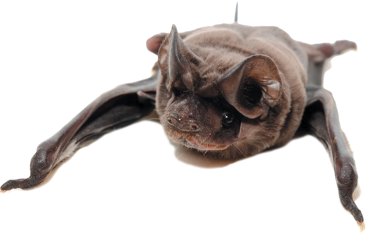 A Conservation Victory in Miami - Bat Conservation International